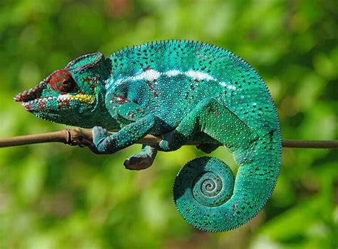 Chamäleons Farbpalette Wie Wechselt Ein Chamäleon Seine Farbe Horeb