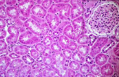 Distal Convoluted Tubule Histology