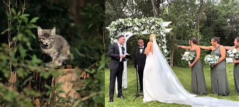 Kitten Crashes Couples Wedding And Wriggles Into Their Hearts As Cat Distribution System