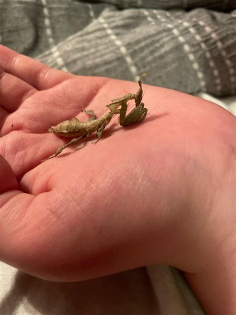 I Dont Know Whats Wrong With My Mantis Or How To Help Him It Looks