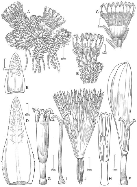 Xenophyllum Marcidum A Habit B Stem Apical Part And Capitulum C
