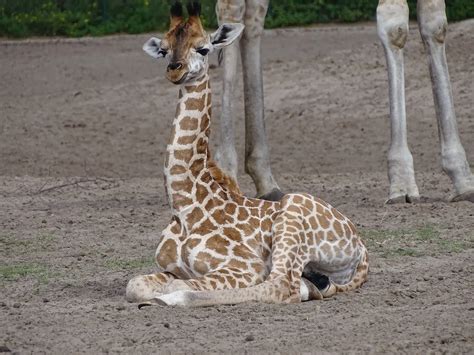 How Do Giraffes Sleep Save Giraffes Now