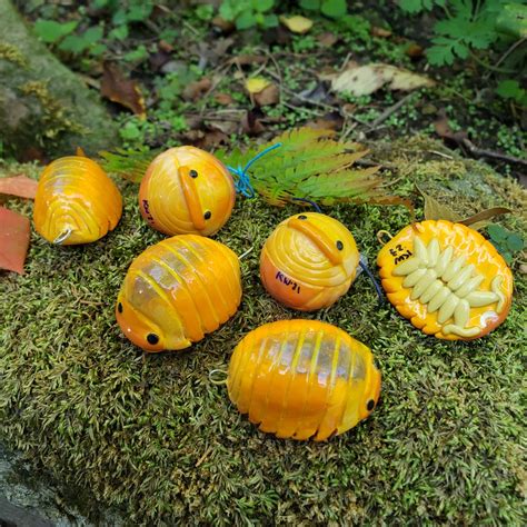 Blond Rubber Ducky Isopod Cubaris Isopod Ornament Etsy