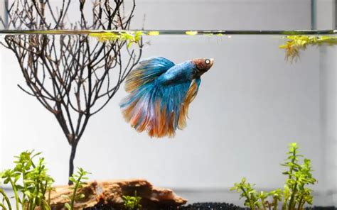 5 Reasons Why Do Betta Fish Play Dead Uncovered And Solved