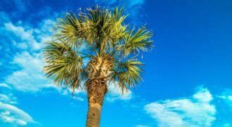 15 Sharp Facts About South Carolina The Fact Site