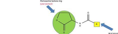 General Structure Of N Acyl Homoserine Lactone Colour Figure Can Be