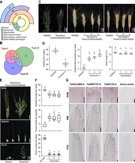 Figure 1 From Systematic Mining And Genetic Characterization Of Regulatory Factors For Wheat