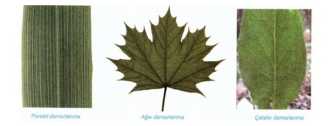Bitki Anatomisi Yaprak