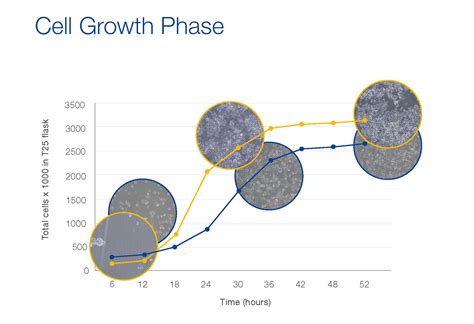 Ensure Success Via A Systematic Cell Culture Workflow Scientist Live