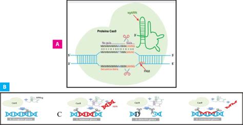 Crisprcas9 A Crisprcas9 System Pam Protospacer Adjacent Motif