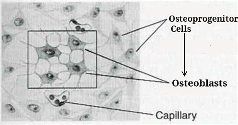 Osteoprogenitor Cells