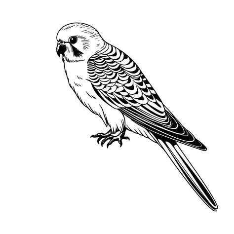 Parakeet Clipart Black And White