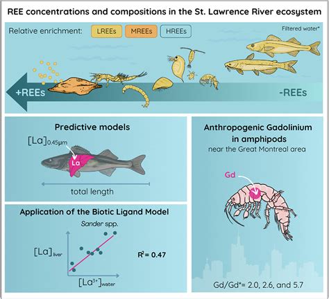 Rare Earth Elements Accumulation And Patterns In Abiotic And Biotic