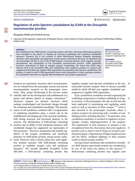 Pdf Regulation Of Actin Spectrin Cytoskeleton By Ica69 At The