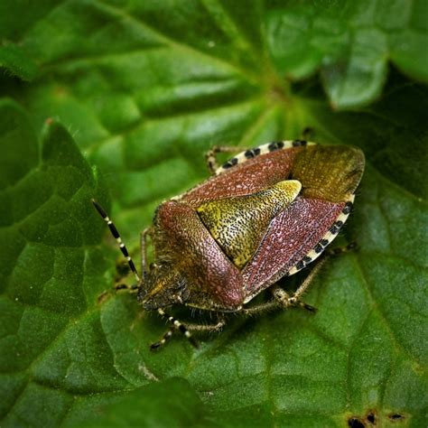 Hairy Sheild Bug Talk Photography