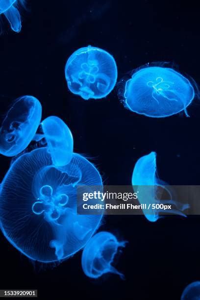 Moon Jellyfish Habitat Photos And Premium High Res Pictures Getty Images