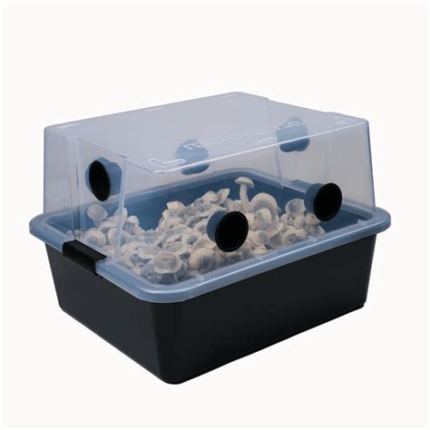 Best Monotub Size At Larissa Morning Blog