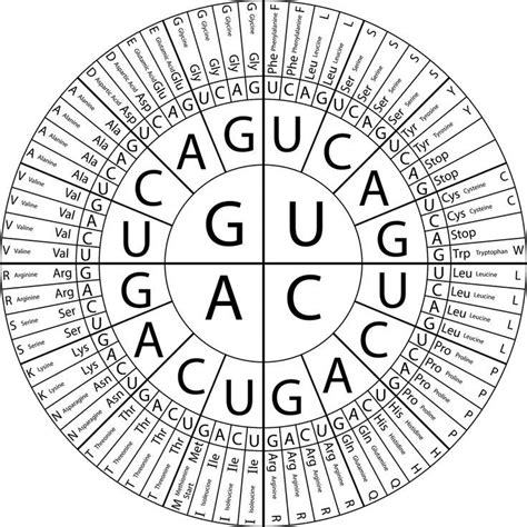 Standard Mrna Genetic Code Wheel For Translationprotein Synthesis In