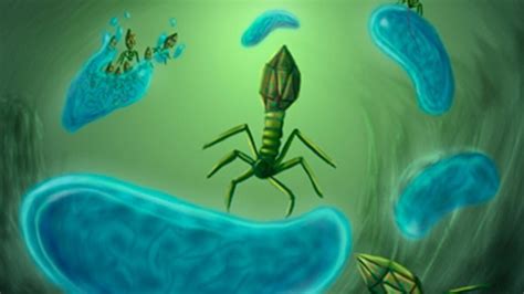 Fighting Evolution With Evolution Using Viruses To Target Drug