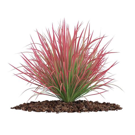 Ornamental Grass 3d Model By Cgaxis