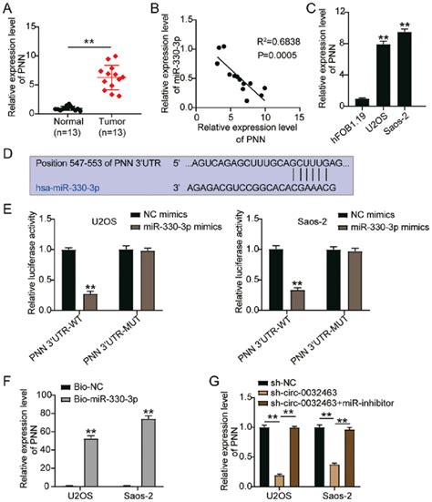 Mir 330 3p Targets Pnn In Os Cells A Pnn Mrna Expression In Os Download Scientific Diagram