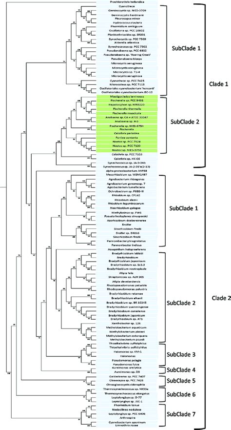 Phylogenetic Tree Of Deduced Nrta Protein The Tree Was Constructed By