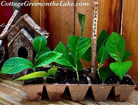 In The Cottage Greenhouse Diy Plant Markers And Propagating Hydrangea