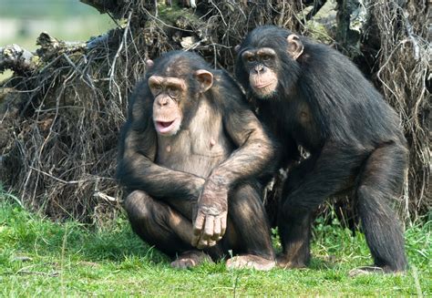 Le 3eme Chimpanzé Exposition DrapÉ Vlblm