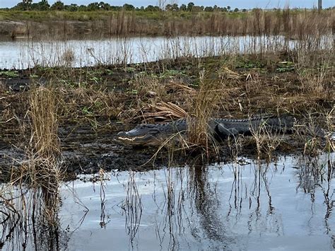 Switchgrass Outfitters And Airboat Tours Christmas All You Need To Know Before You Go