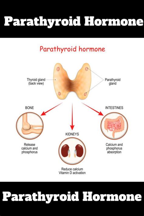 Parathyroid Hormone Artofit