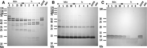 Degradation Of A Fibrinogen B Hemoglobin And C Ll 37 By Mature