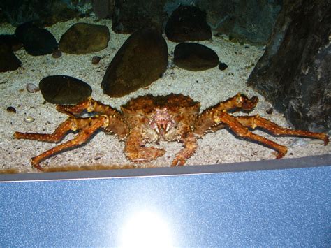The Online Zoo Red King Crab