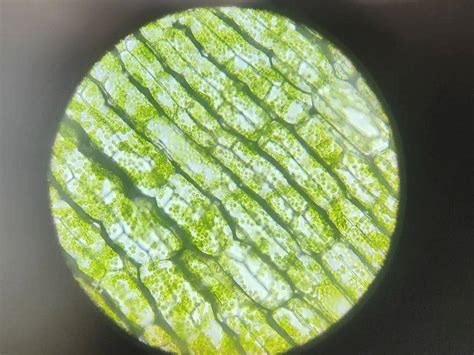 南宁市第二十六中学五象校区生物组主题研讨促提升南宁26中韦凤娟 Csdn博客