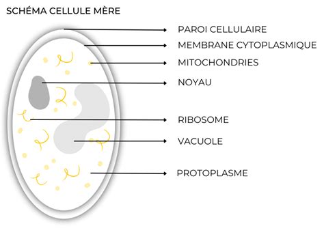 La Levure Biologique Lingrédient Qui Gonfle Mais Pour Le Meilleur