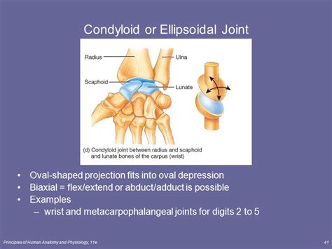 Joints Lecture Outline Ppt Download