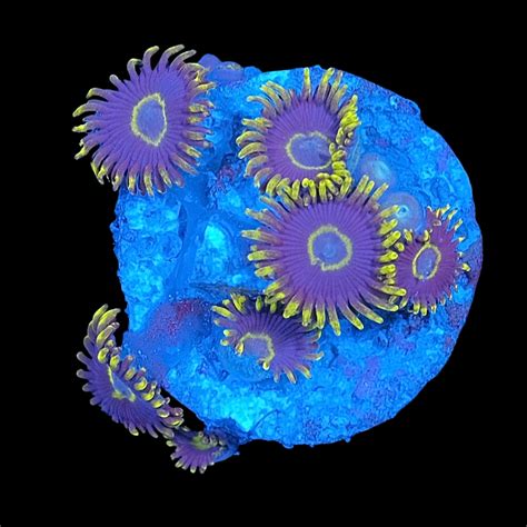Purple Hornet Zoas Coral Auctionscouk Purple Hornet Zoas Coral Auctionscouk
