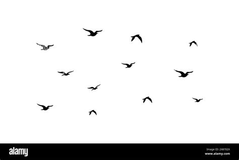 Flying Birds Vector And Illustration Stock Vector Image And Art Alamy