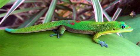 Maui Travelers Guide And Bnb Directory Great Tips For Tourists On The