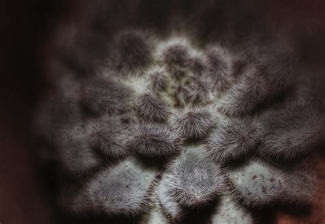 Tarantella Of A Herb By Franticmezmer On Deviantart