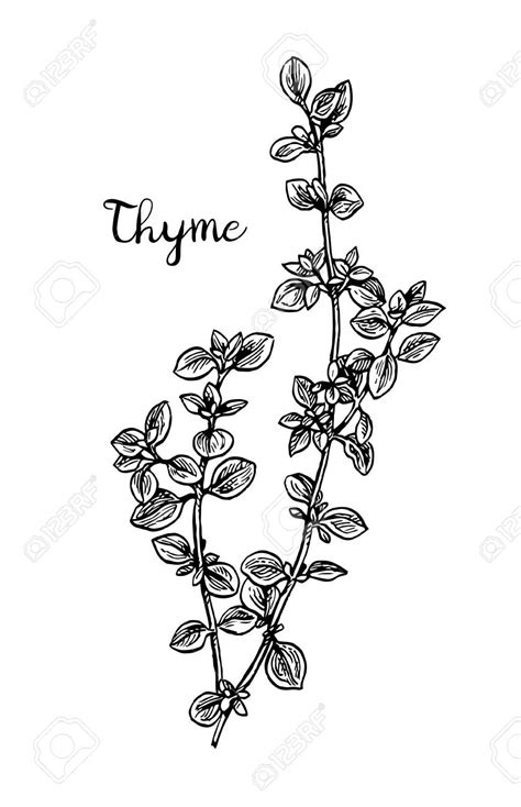 Clip Art Thyme 20 Free Cliparts Download Images On Clipground 2026