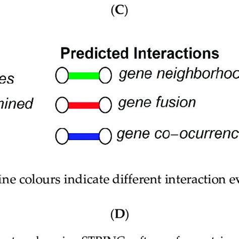 Protein Protein Interaction Networks Using String Software For Proteins