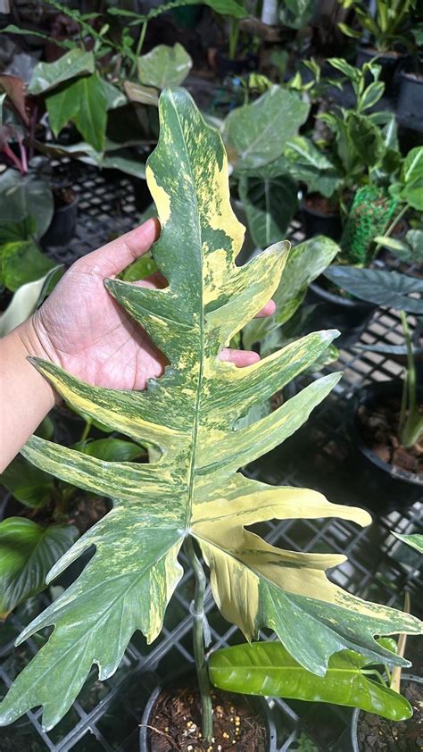 Philodendron Florida Beauty X Mayoi Variegated Actual Plant Greenboog
