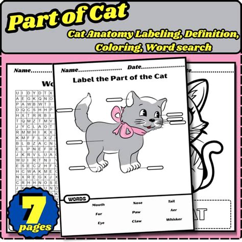 Parts Of The Body Labelling A Cat Labelingwords Searchdigital Resource