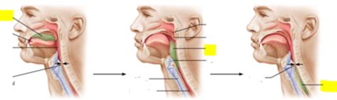 Lab 6 Digestive System Aandp Ii Flashcards Quizlet