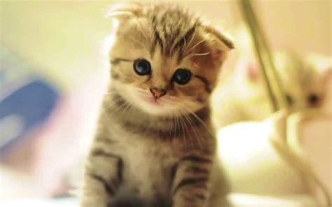 Inspirasi Istimewa Gambar Kucing Comel Di Dunia Yang Menawan