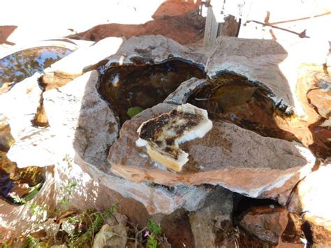 Torresian Crows And Vegemite 10000 Birds