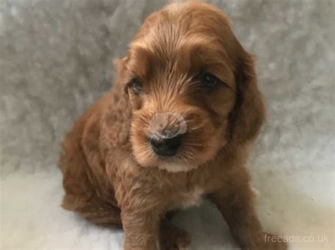 Dna Tested Red Apricot And Sable Cockapoos In Wadebridge On Freeads
