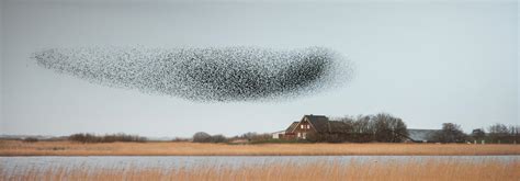 Sort Sol I Sønderjylland Sønderjylland