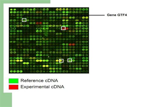Ppt Microarrays Powerpoint Presentation Free Download Id3979338
