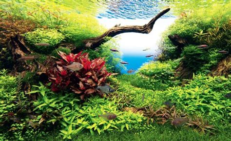 Transform Your Aquarium With These 6 Mesmerizing Aquascaping Ideas